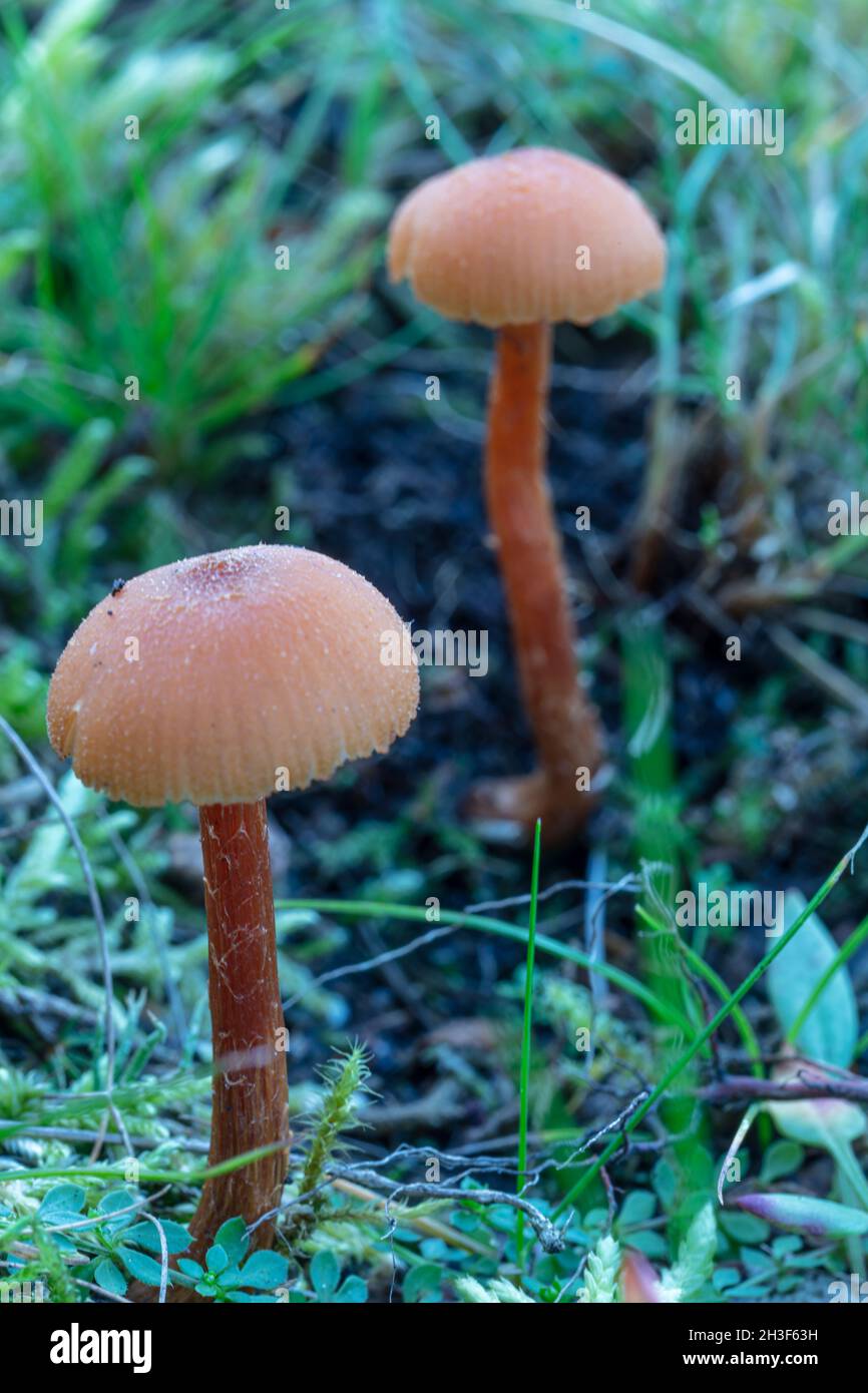 Brown fungi hi-res stock photography and images - Alamy
