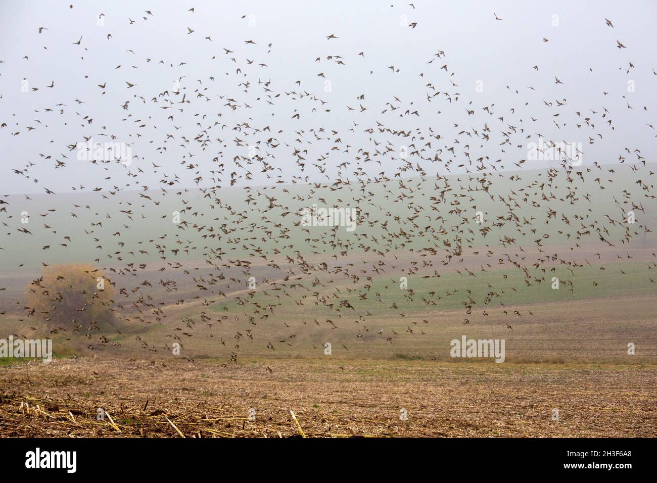 Flock birds fly across farm hi-res stock photography and images - Alamy