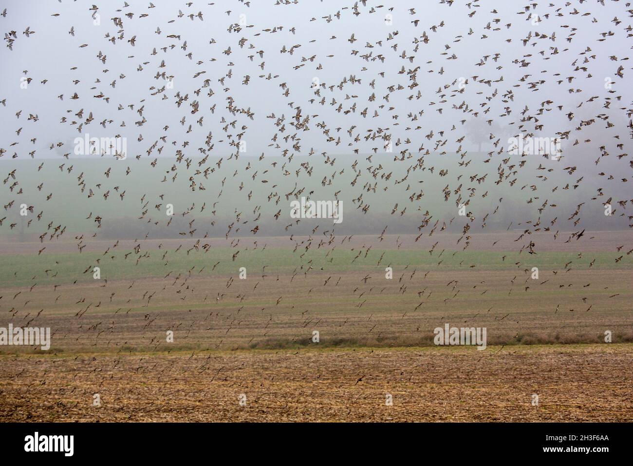 Flock birds fly across farm hi-res stock photography and images - Alamy