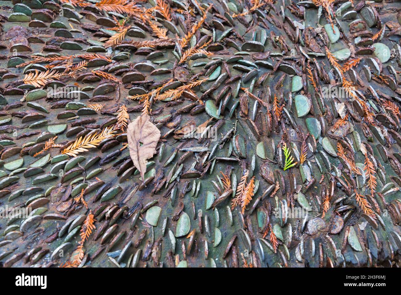 Money tree, coins in tree stump at Portmeirion, Gwynedd, North Wales in ...