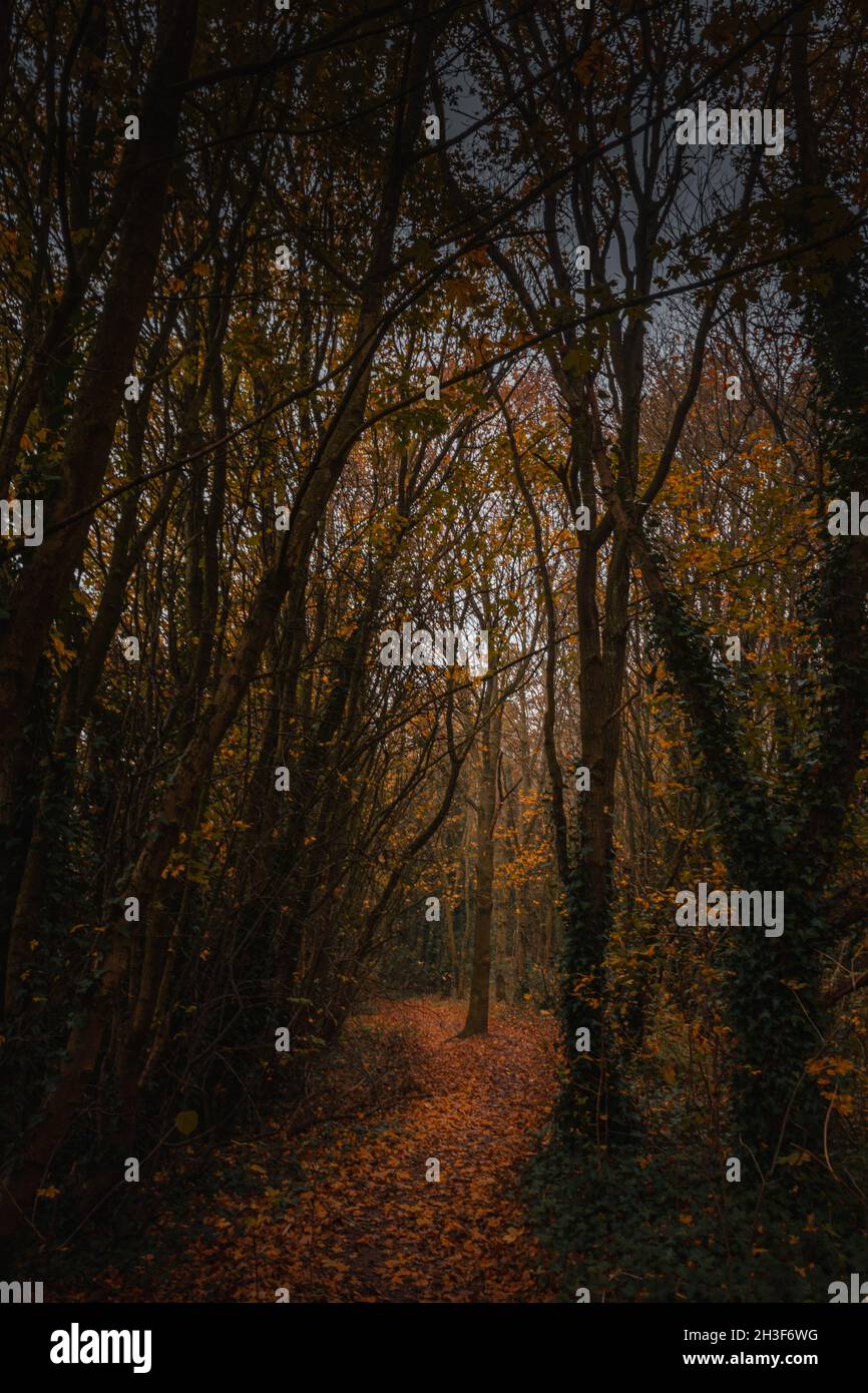 Walking path through the autumn Stock Photo - Alamy