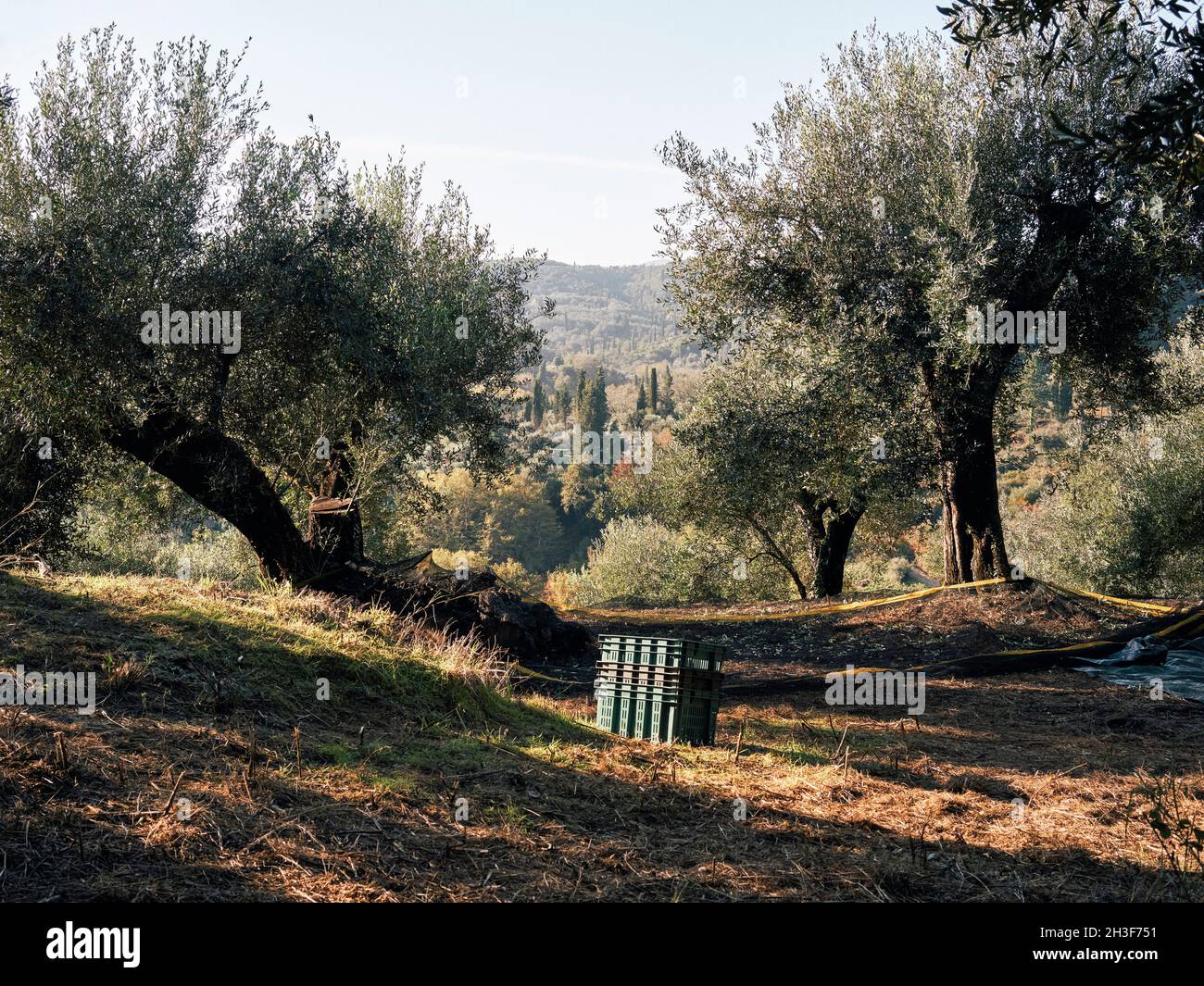 Corfu's Olive Harvest Stock Photo - Alamy