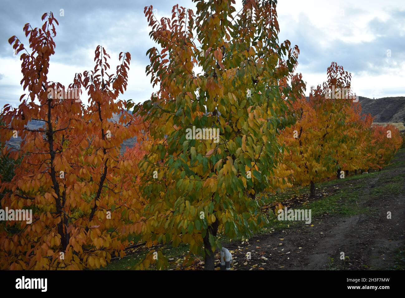 Orchards in fall Stock Photo - Alamy
