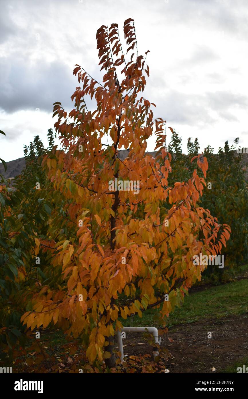 Fruit orchards in fall color hi-res stock photography and images - Alamy