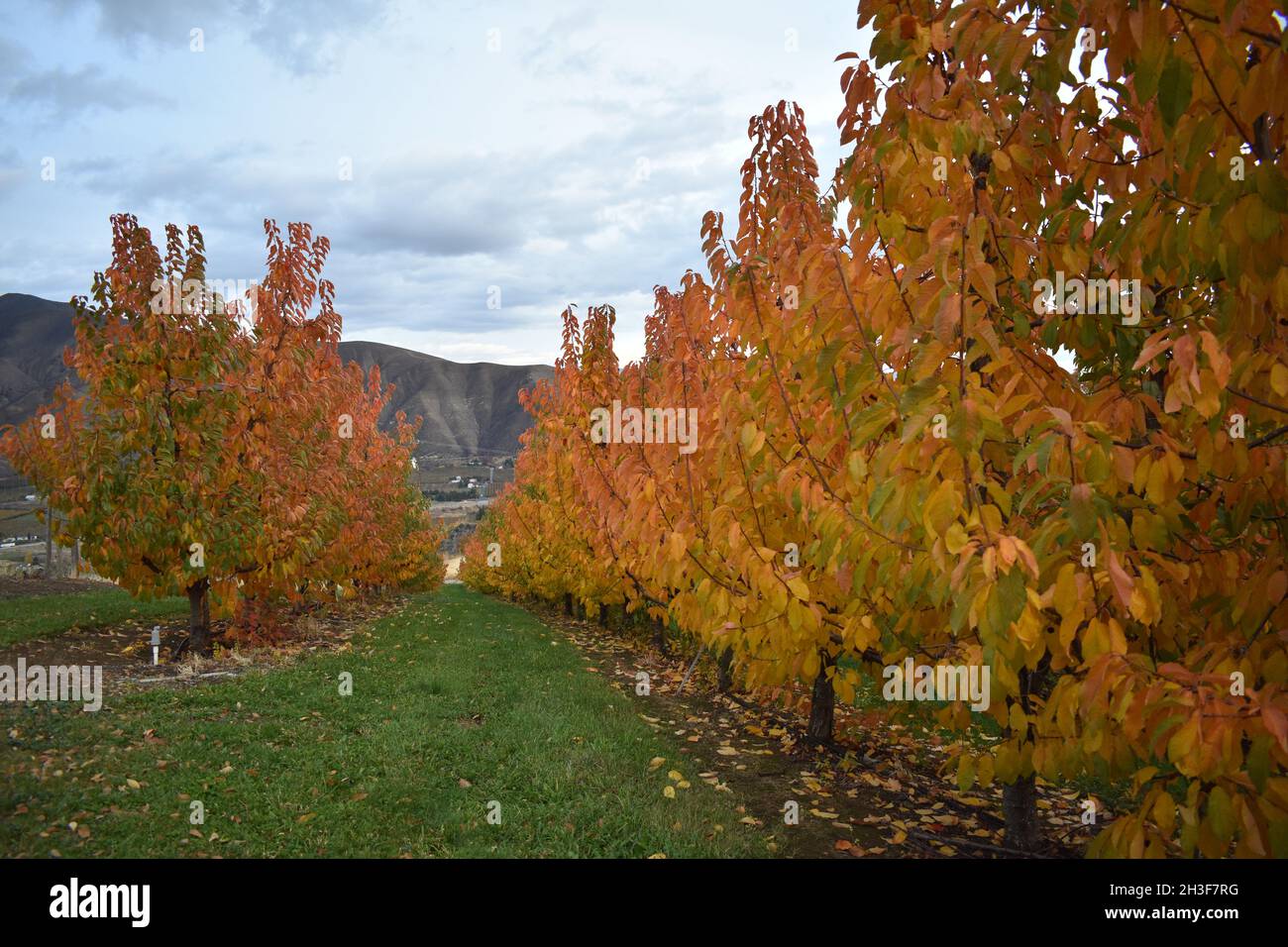 Orchards in fall Stock Photo - Alamy