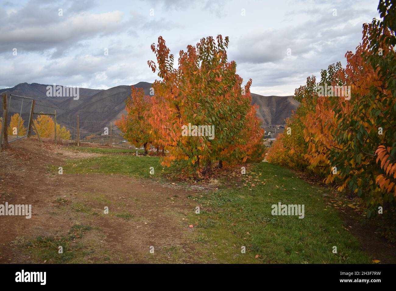 Fruit orchards in fall color hi-res stock photography and images - Alamy