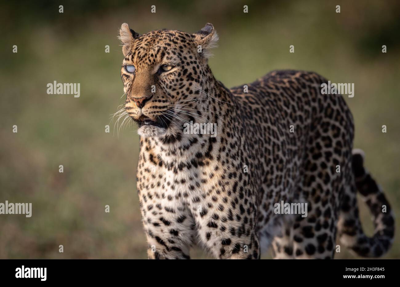 A leopard in the Maasai Mara, Africa Stock Photo - Alamy