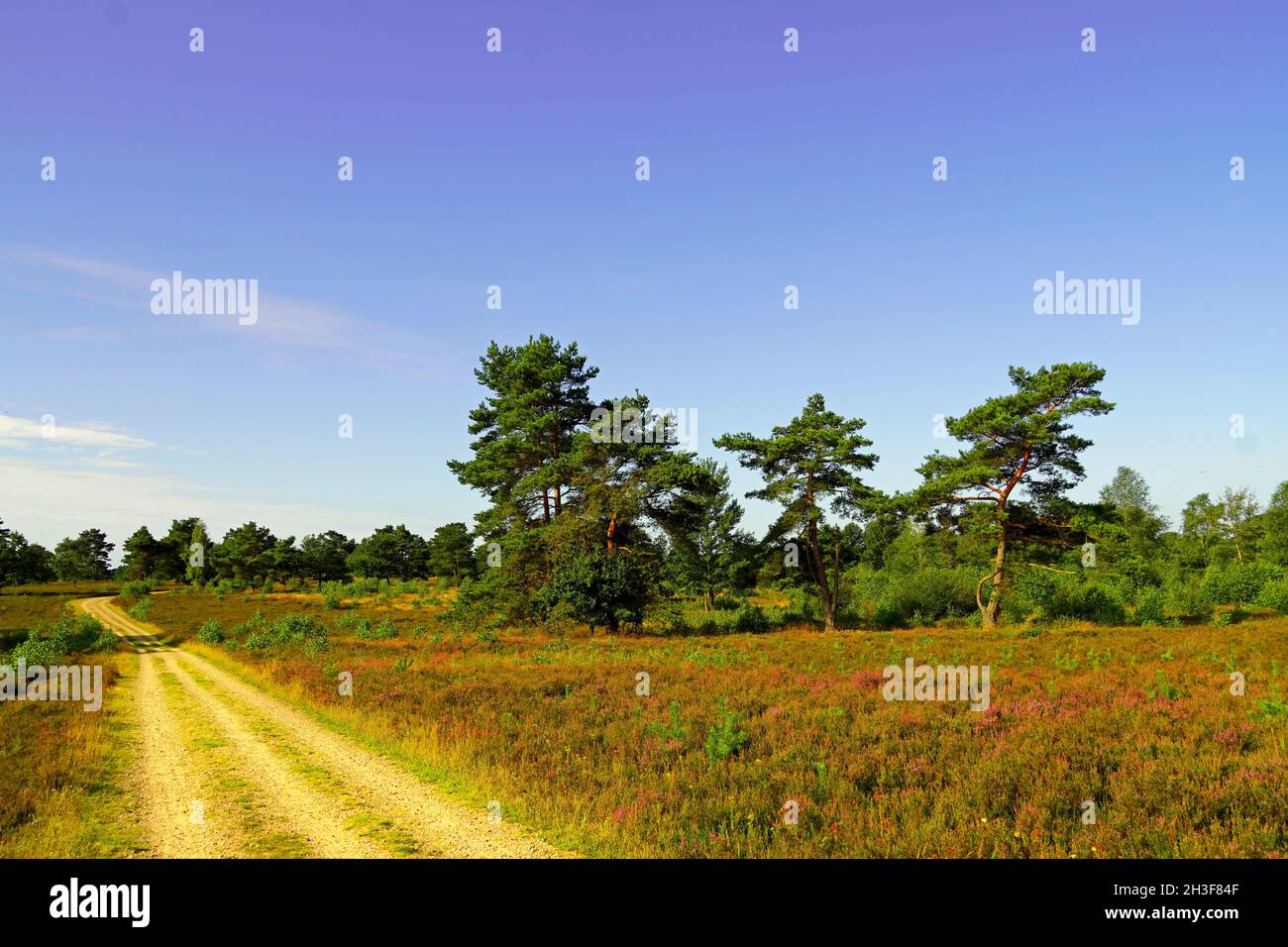 Heath plants hi-res stock photography and images - Alamy