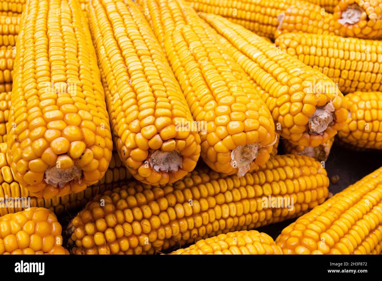 Dry corn cob background closeup. Agriculture, farming concept Stock ...