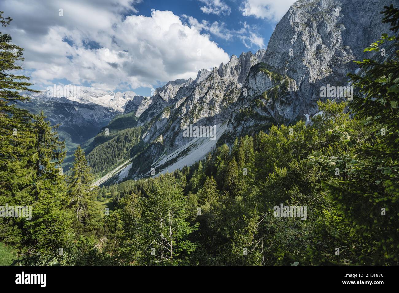 Forest scene with fir trees and alps mountains in background hi-res ...