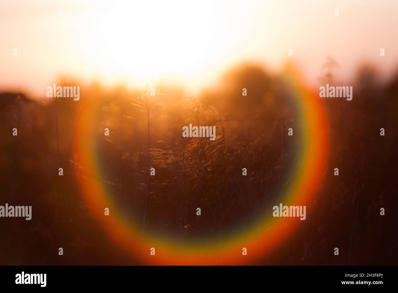 Halo effect of backlighted meadow plants during the sunset (dusk Stock ...