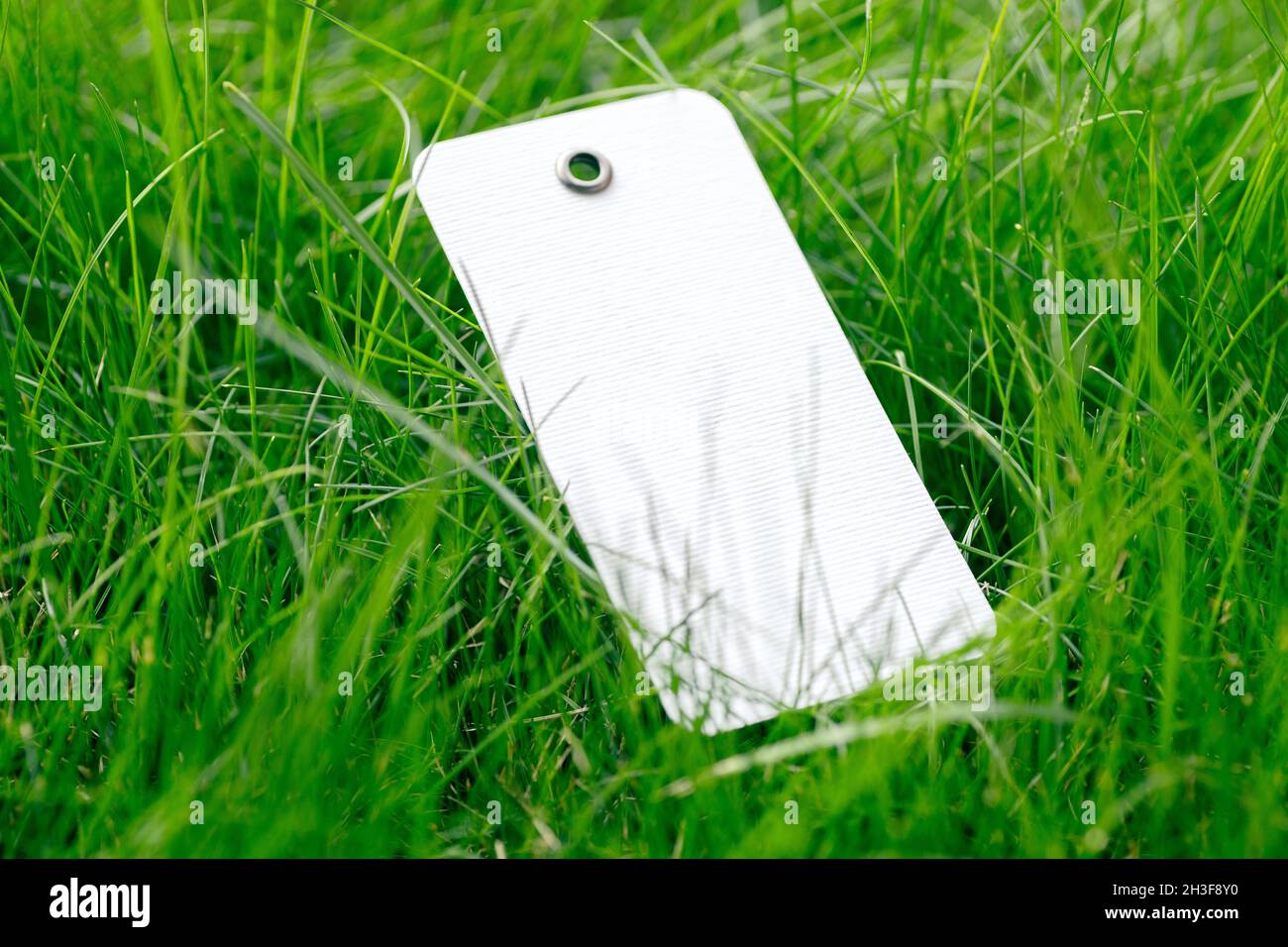 creative layout composition frame made of green grass lawn and white ...
