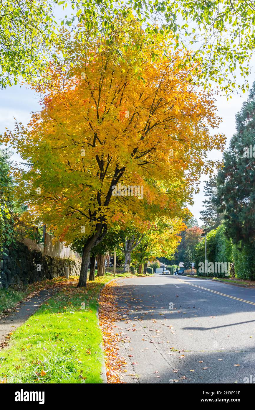 Fall colors on a road near Seahurst Park in Burien, Washington Stock ...