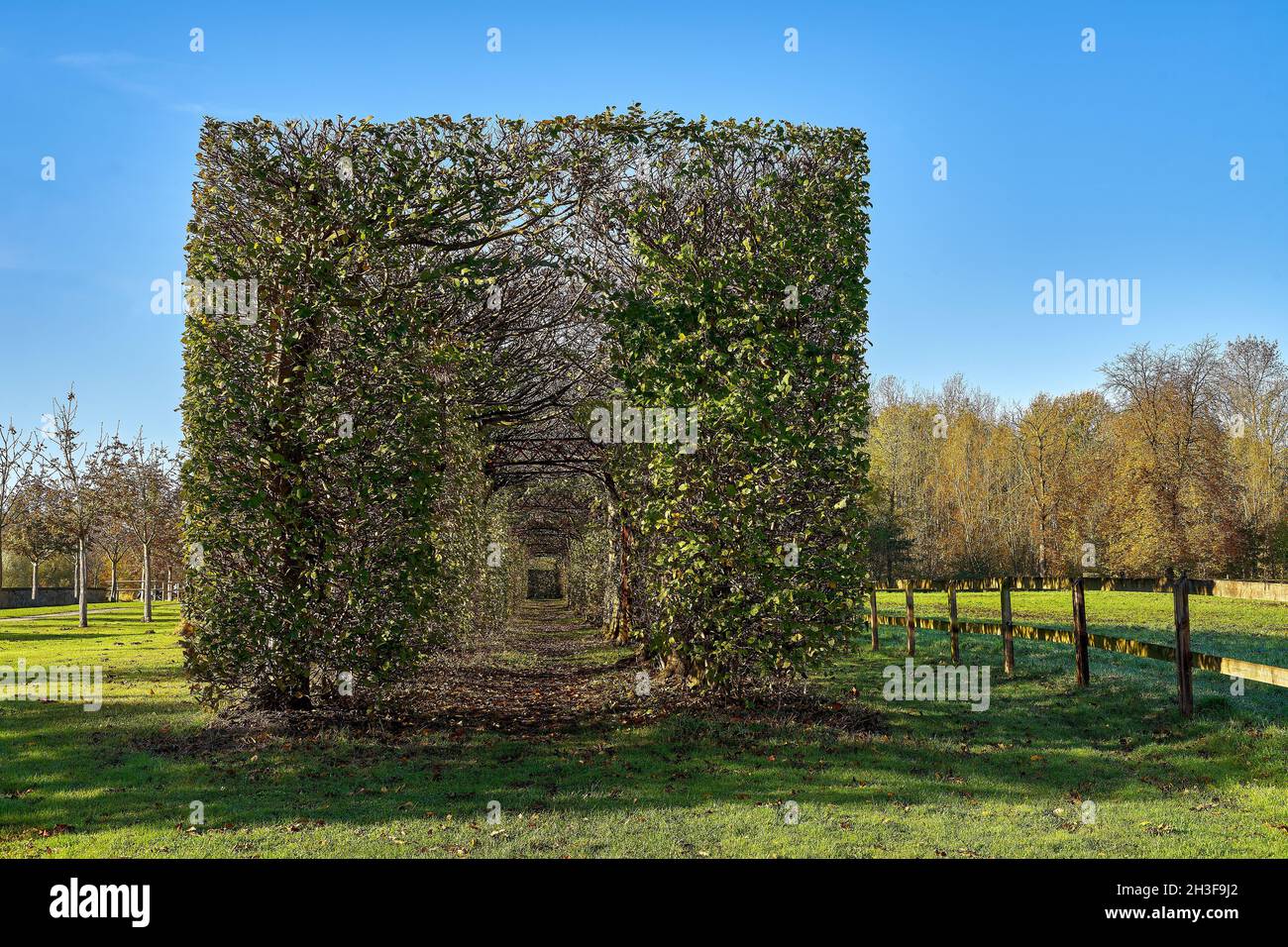 Arbor way from Hornbeam in the park of Nordkirchen Castle, Germany ...