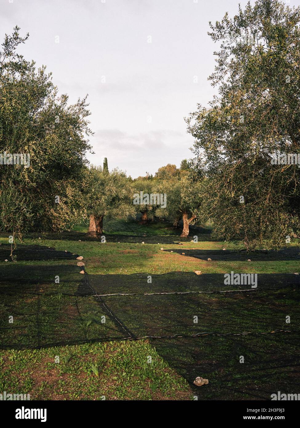 Corfu olive grove hi-res stock photography and images - Alamy