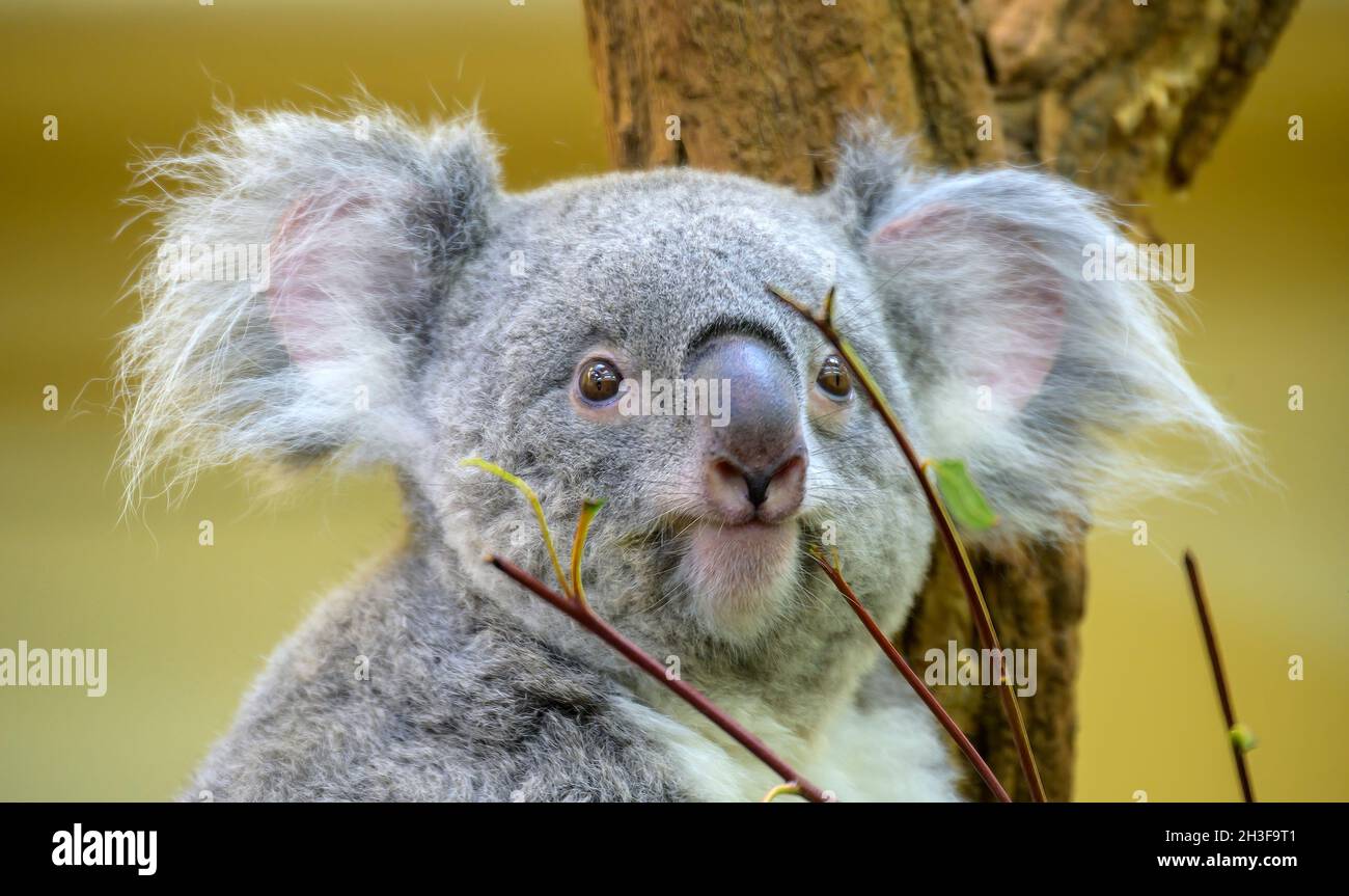 Head of a koala looking straight into the camera Stock Photo - Alamy