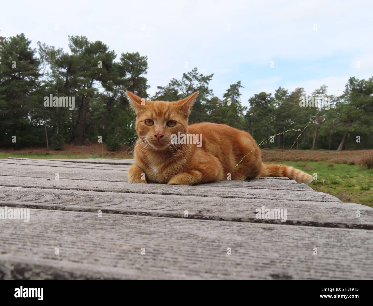 Big ginger cat lying on the ground Stock Photo - Alamy
