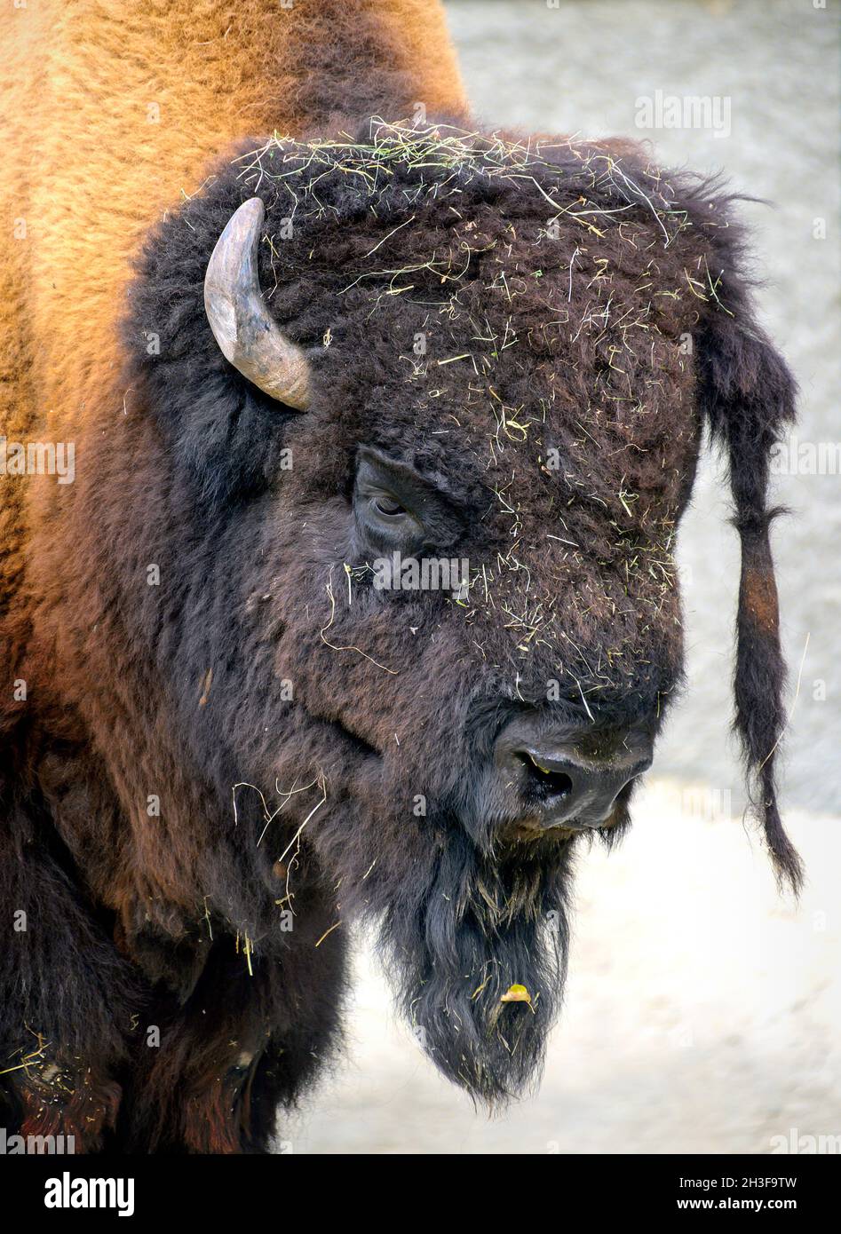 head of a male american buffalo Stock Photo - Alamy