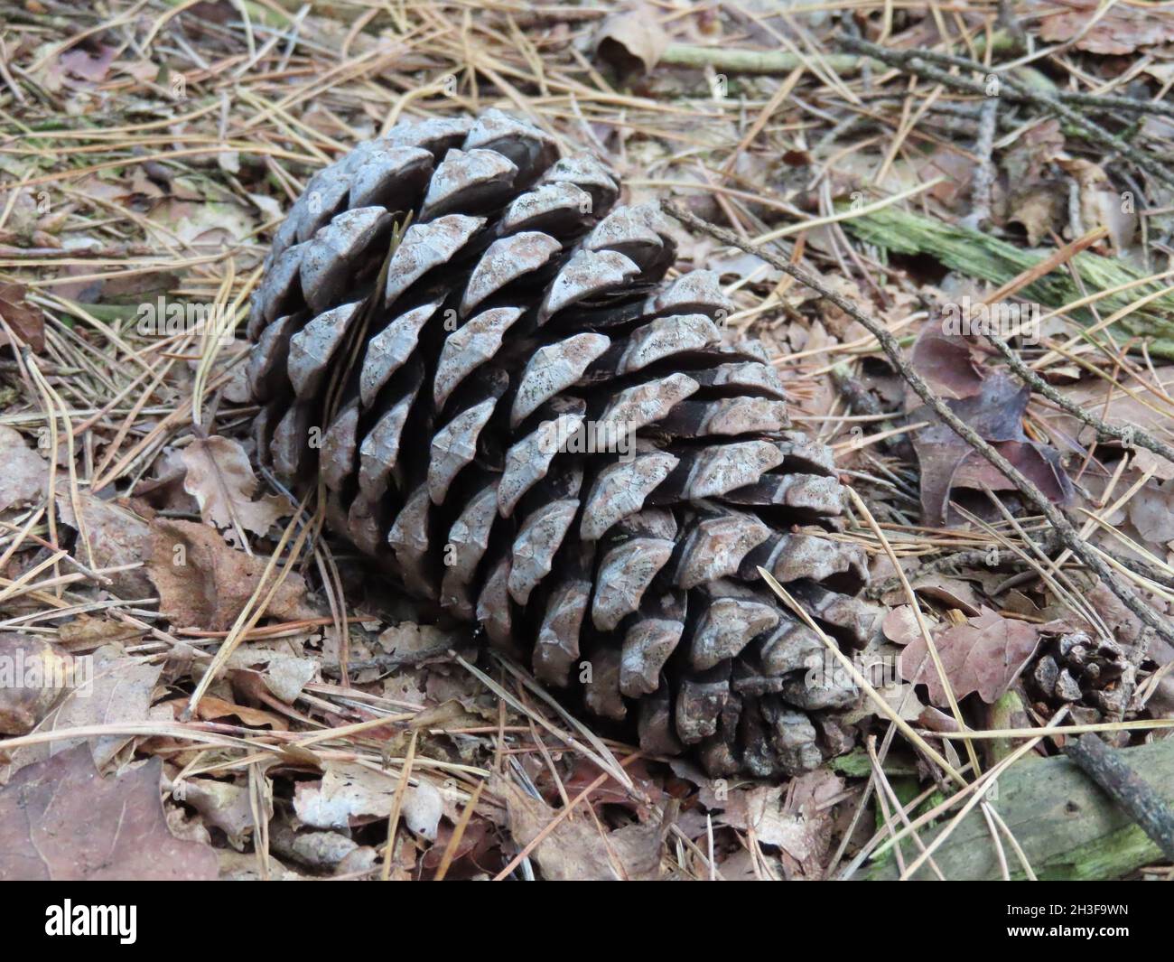 Closeup shot of a pine cone fallen on the ground Stock Photo - Alamy