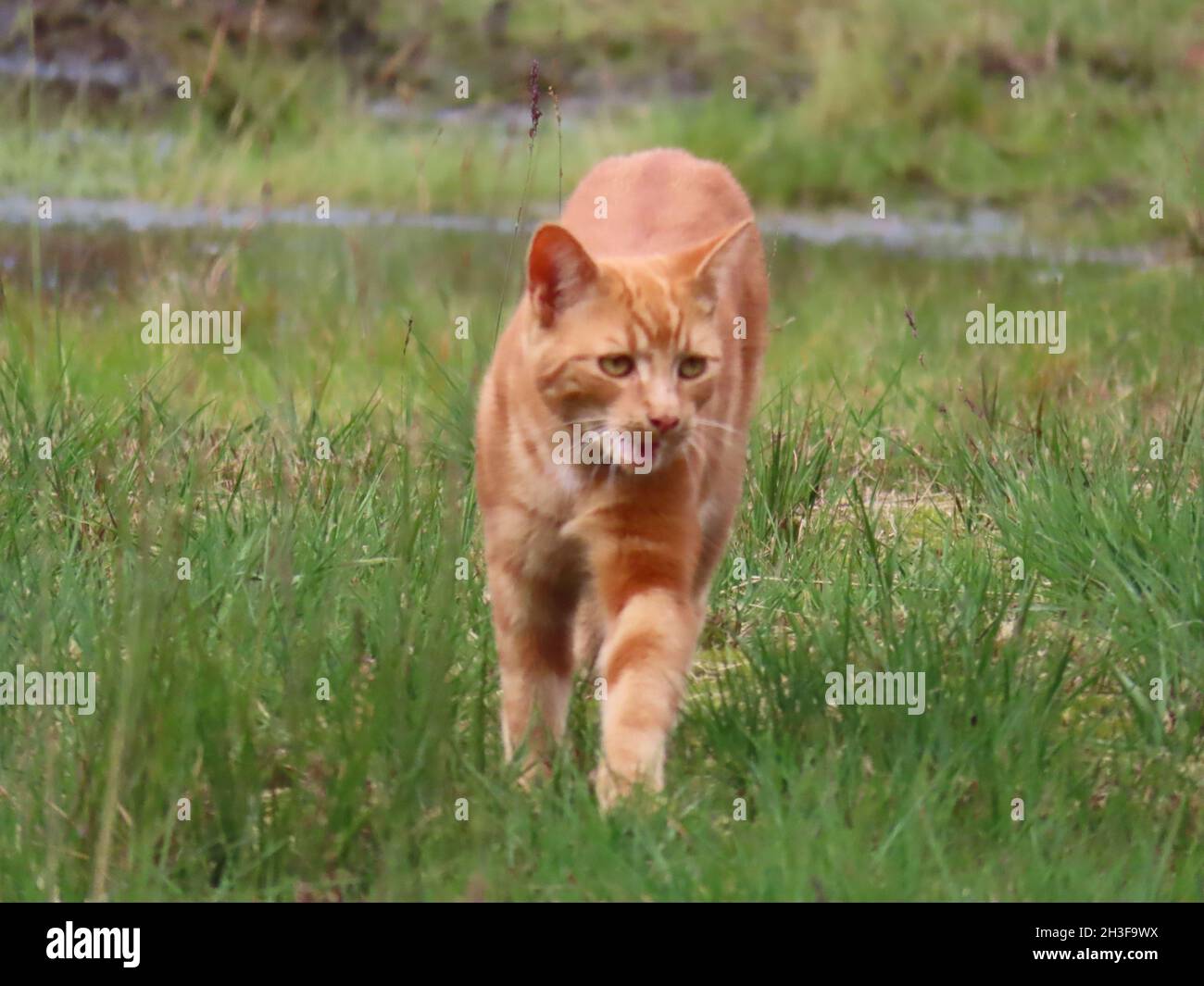 Big ginger cat walking outdoors Stock Photo - Alamy
