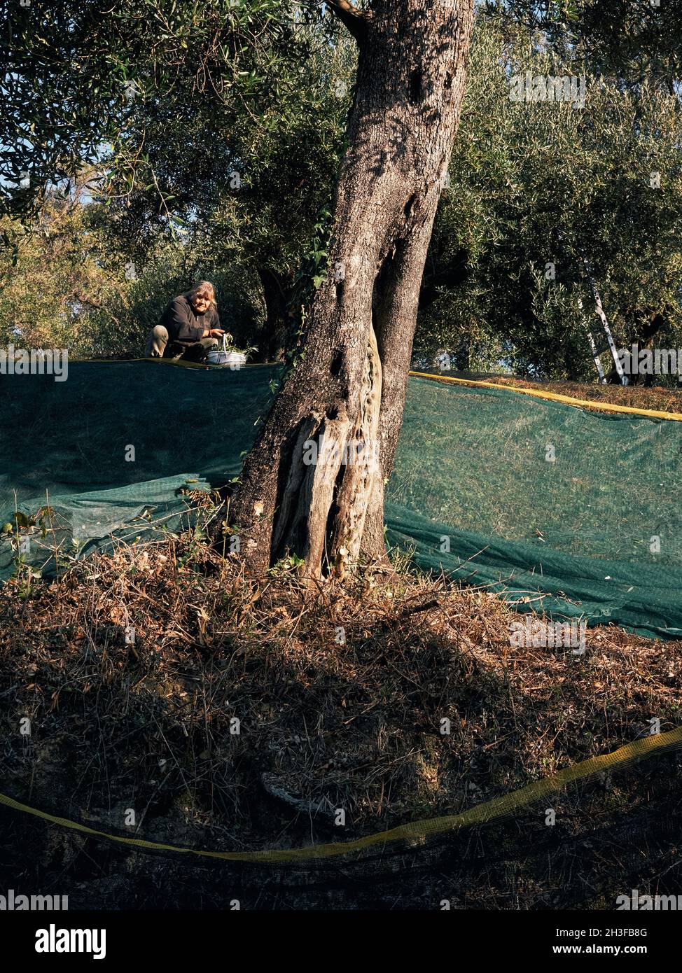 Corfu olive grove hi-res stock photography and images - Alamy