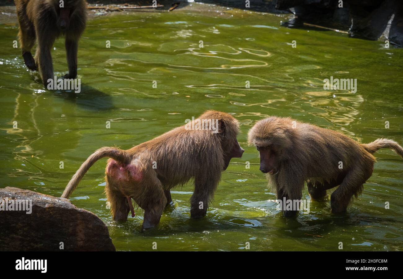 A macaque monkey group in a zoo in neunkirchen, copy space Stock Photo ...