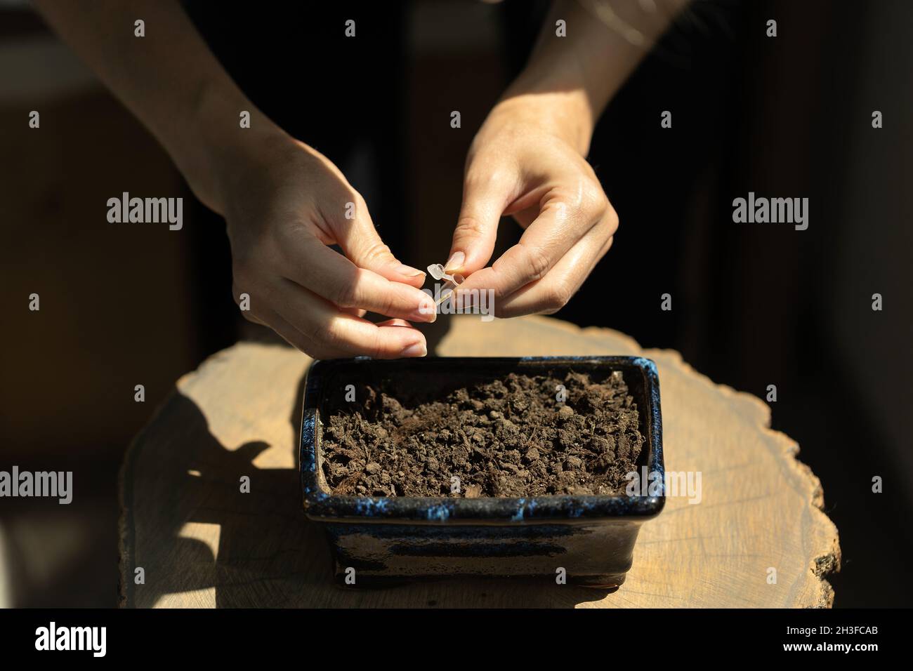 Planting plant seeds in a container with soil. Home gardening Stock ...