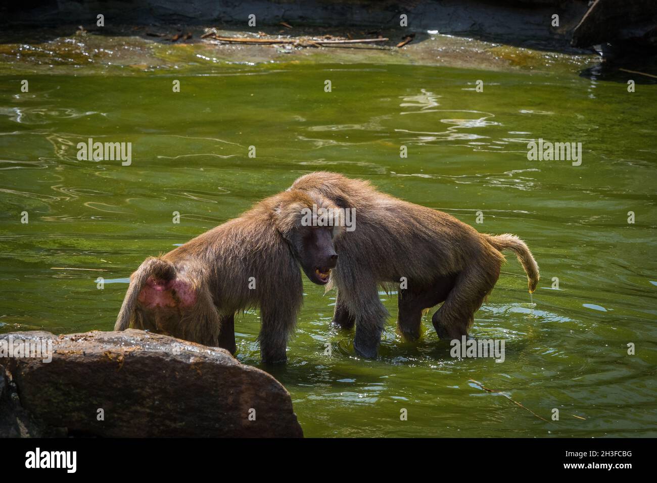A macaque monkey group in a zoo in neunkirchen, copy space Stock Photo ...