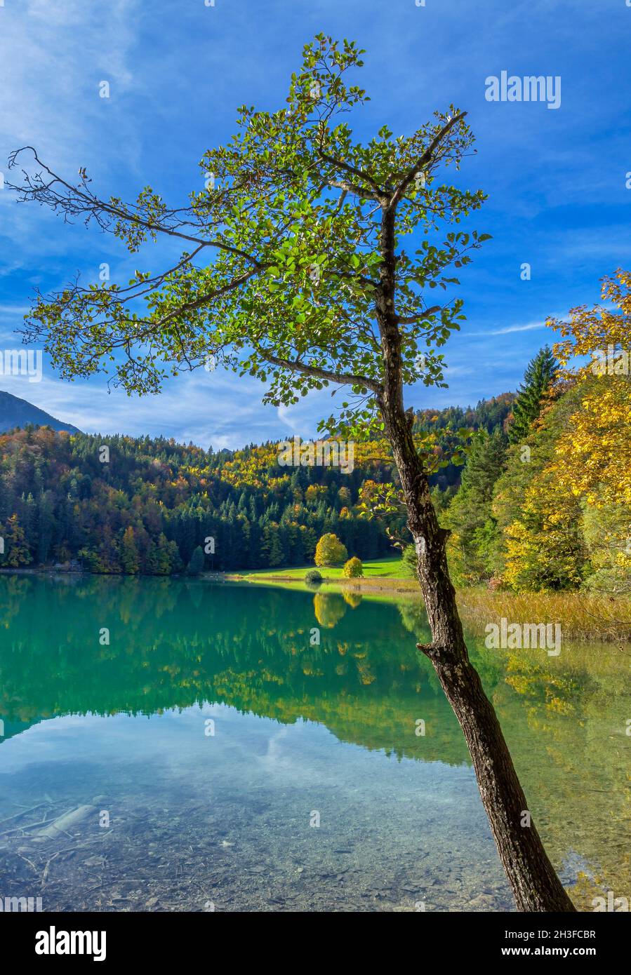 Alatsee Lake in autumn, near Füssen, Allgau, Bavaria, Germany, Europe ...