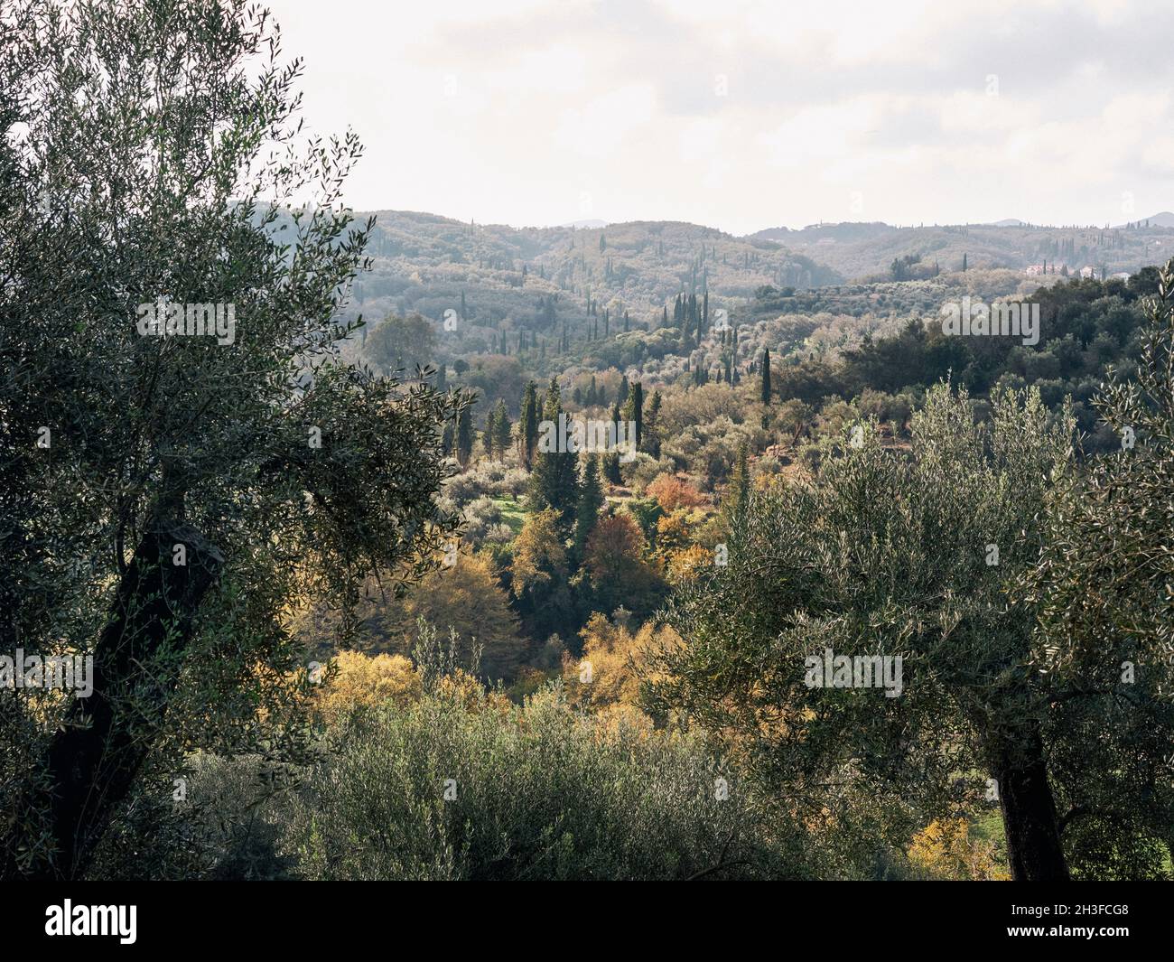 Corfu's Olive Harvest Stock Photo - Alamy