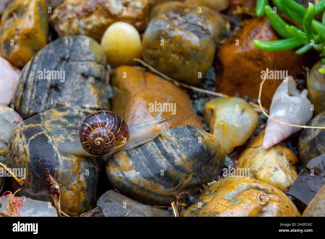 Crawling on rocks hi-res stock photography and images - Alamy