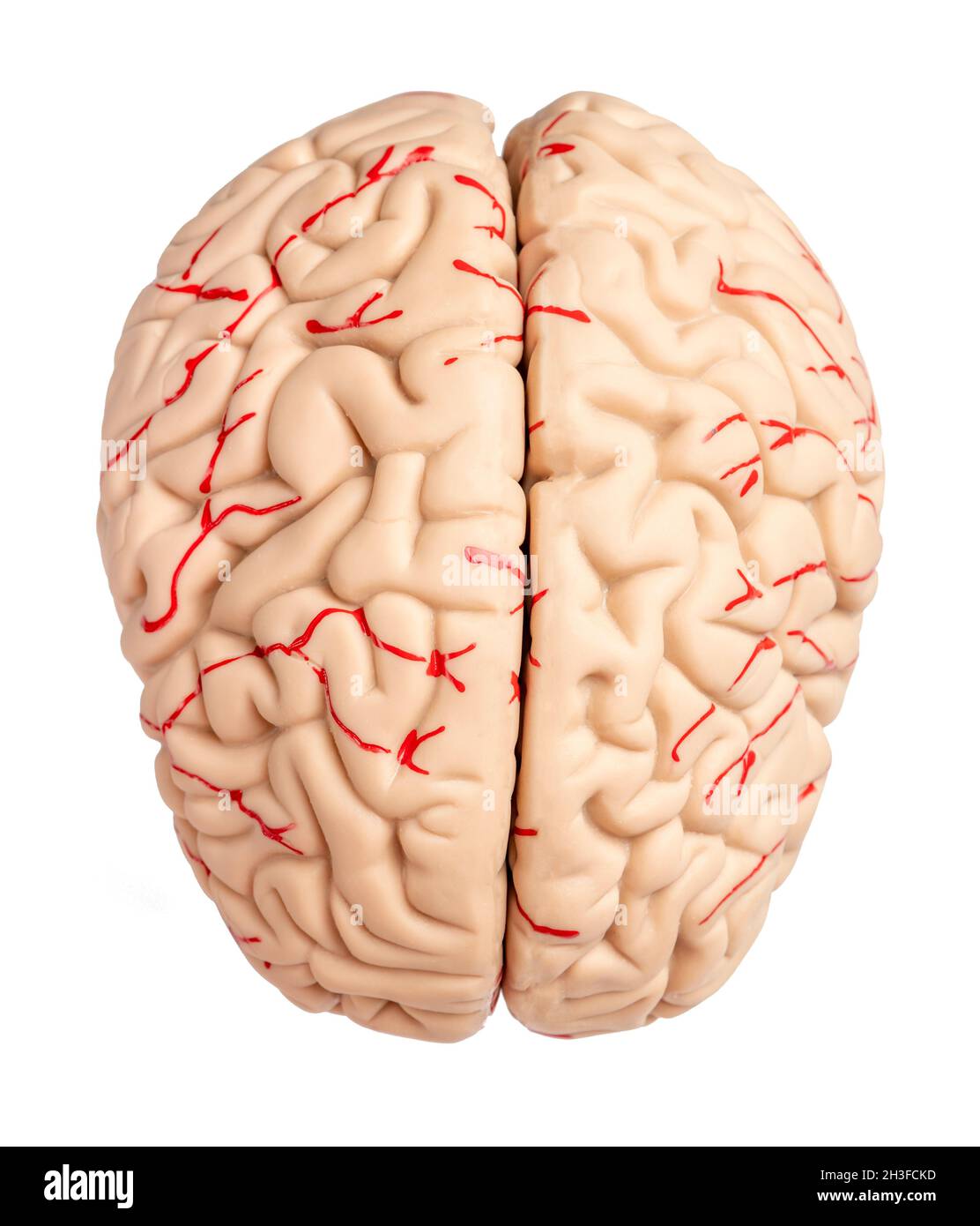 Human brain top view. isolated on white background Stock Photo - Alamy