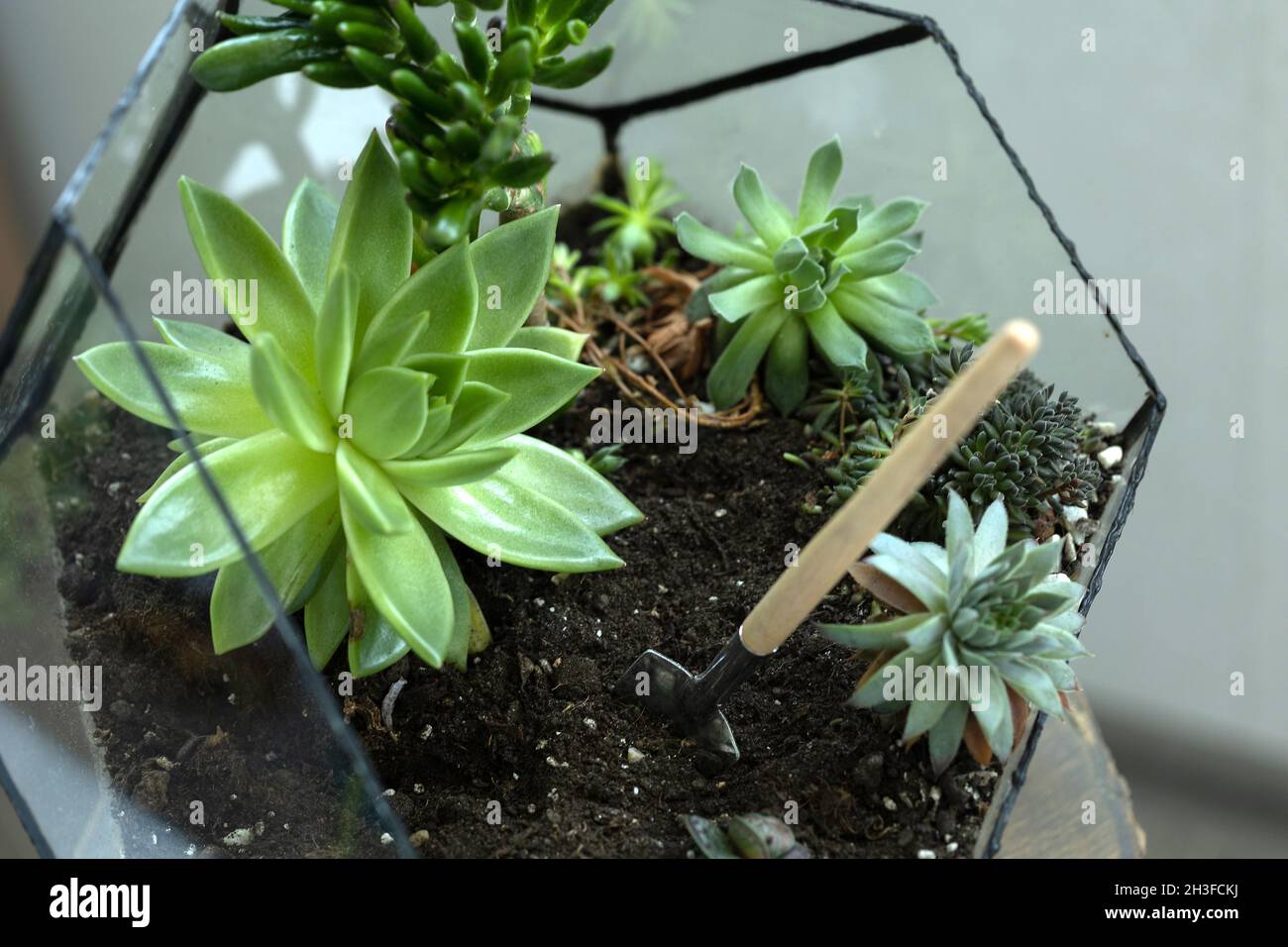 Florariumplants hi-res stock photography and images - Alamy