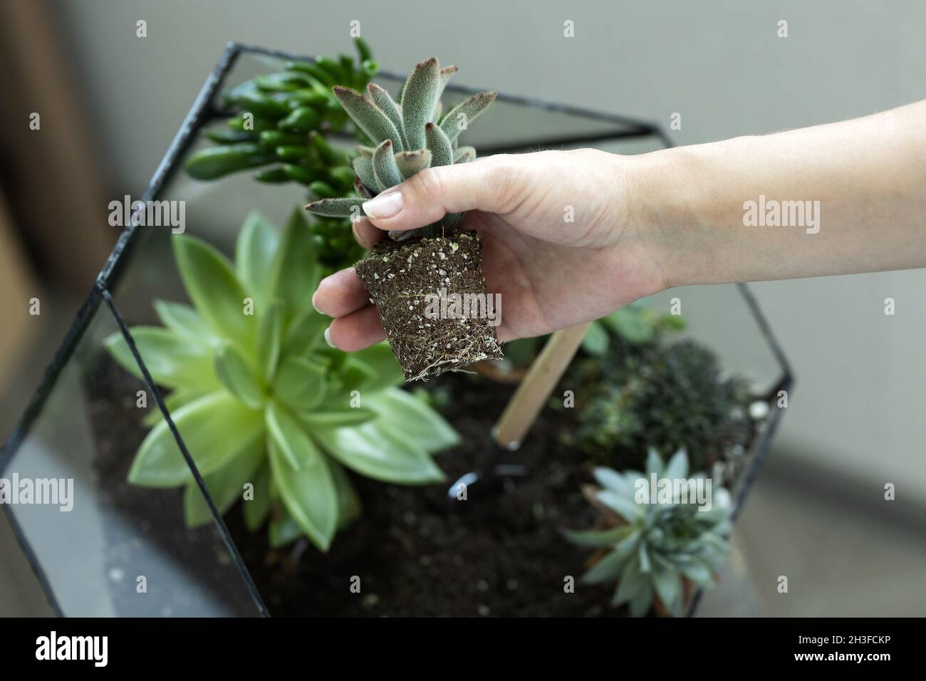 Home florarium. We grow succulents at home. We grow plants for the ...