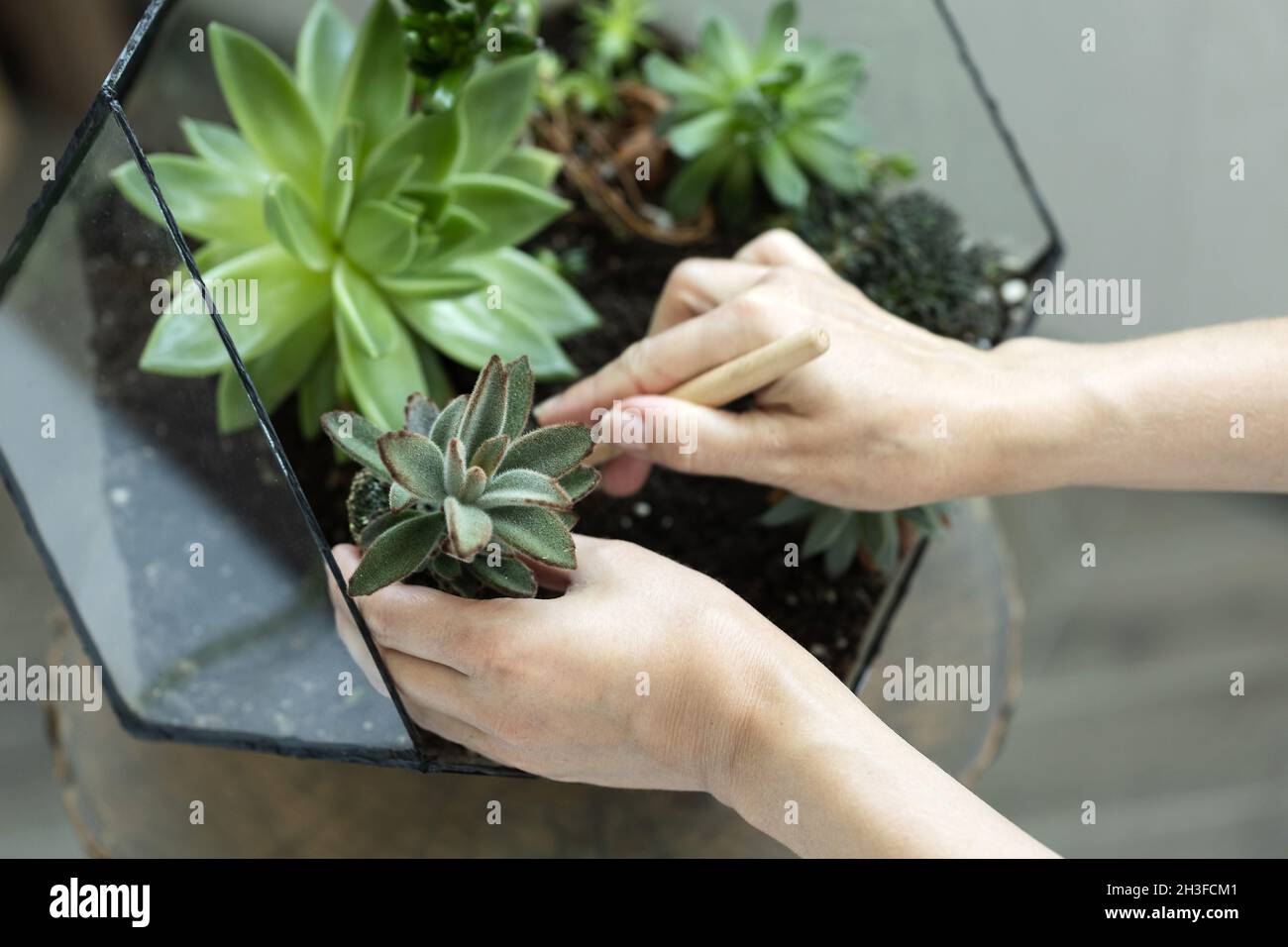 Home florarium. We grow succulents at home. We grow plants for the ...