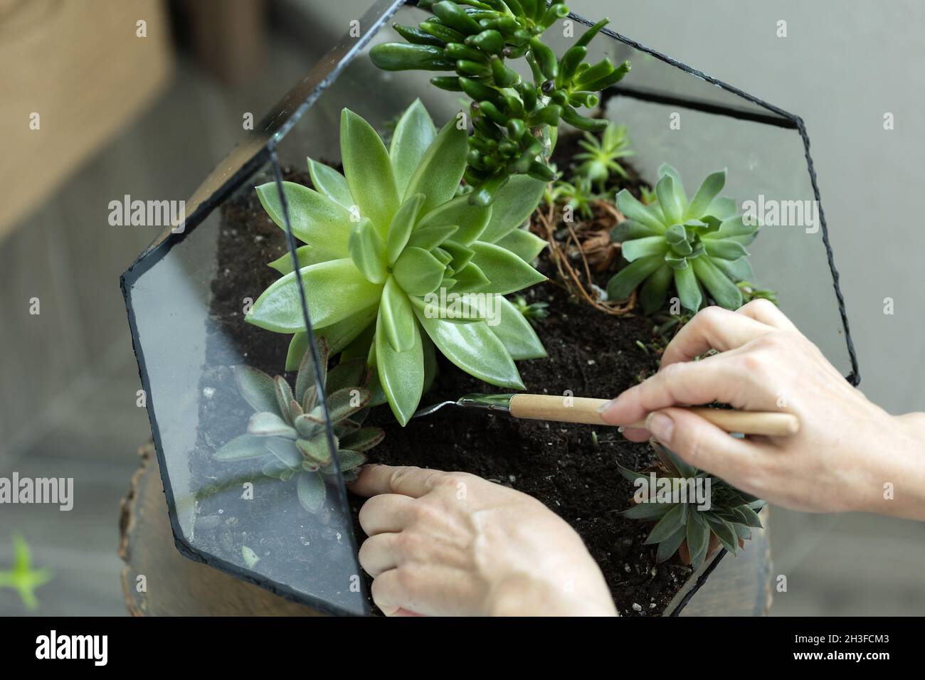 Home florarium. We grow succulents at home. We grow plants for the ...