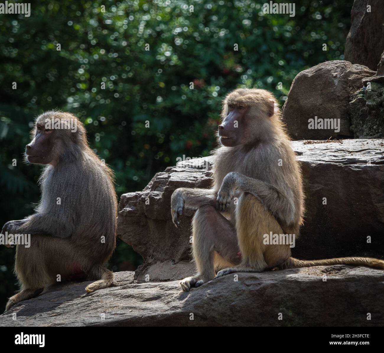 Zoo animal group hi-res stock photography and images - Alamy