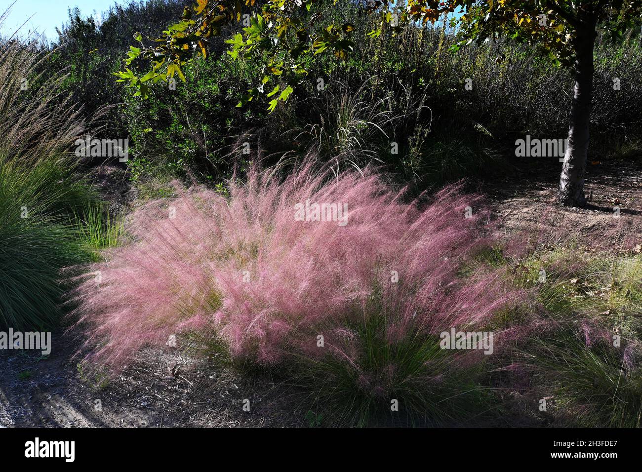 Bosque natural hi-res stock photography and images - Alamy