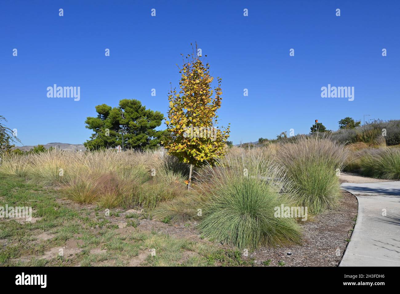 Natural landscaping along the Great Park Trails, 1.5 miles of walking ...