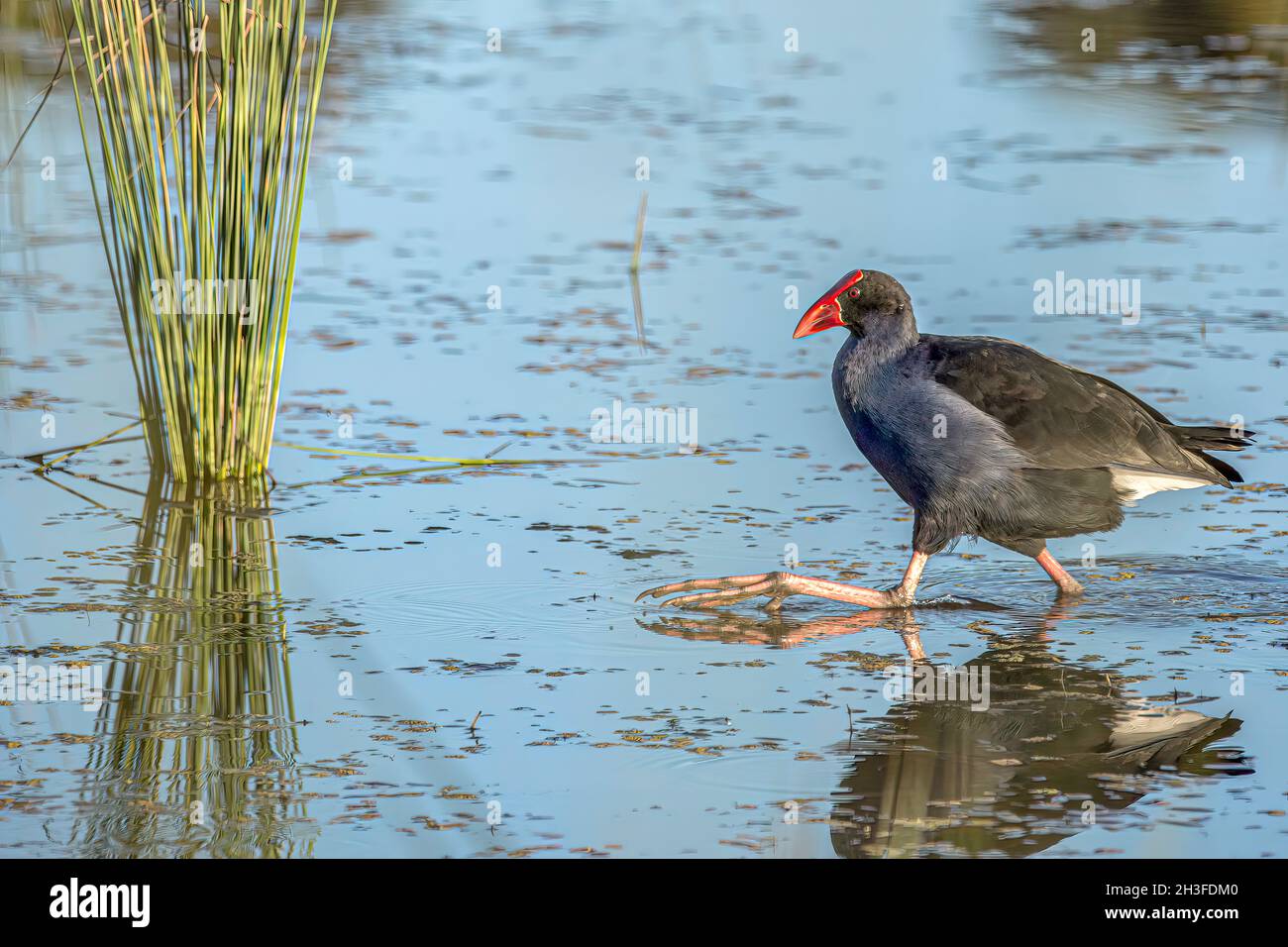Swamp hen hi-res stock photography and images - Alamy