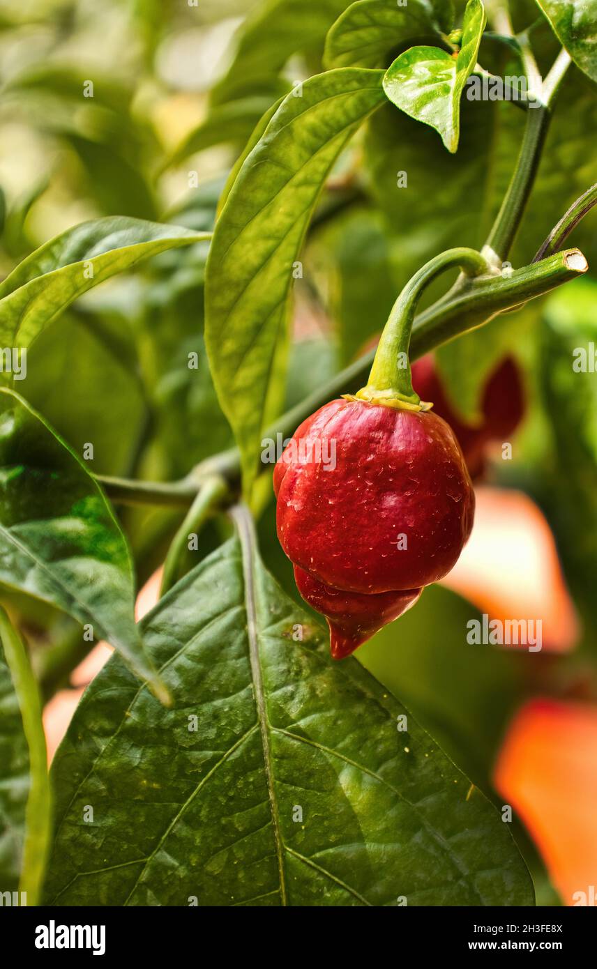 Fresh red jalapeño pepper fruit on a bush with visible details.Close ...