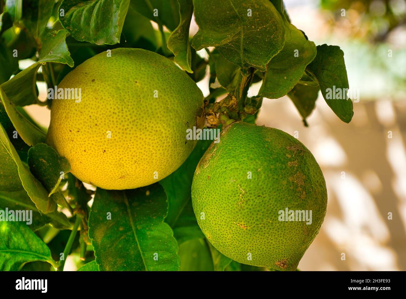 Two fresh green lemon fruits are growing on the bush.Close horizontal ...
