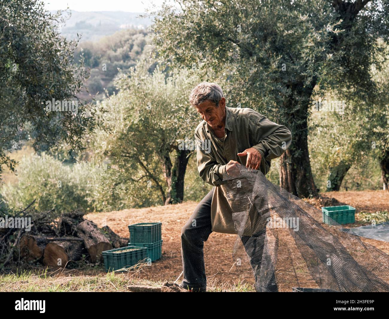 Corfu's Olive Harvest Stock Photo - Alamy