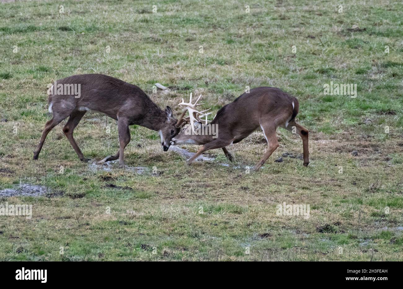 Mule deer fighting in the wilderness Stock Photo - Alamy