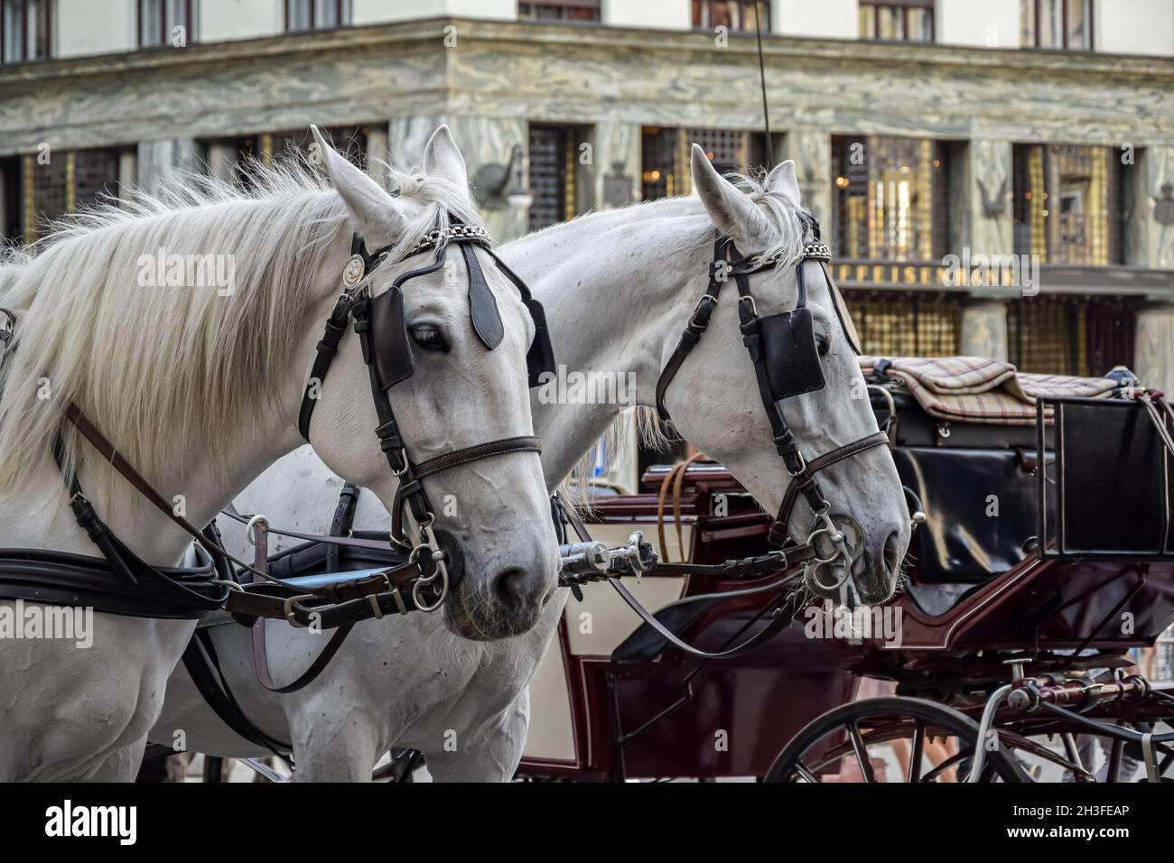 Closeup shot couple horses hi-res stock photography and images - Alamy