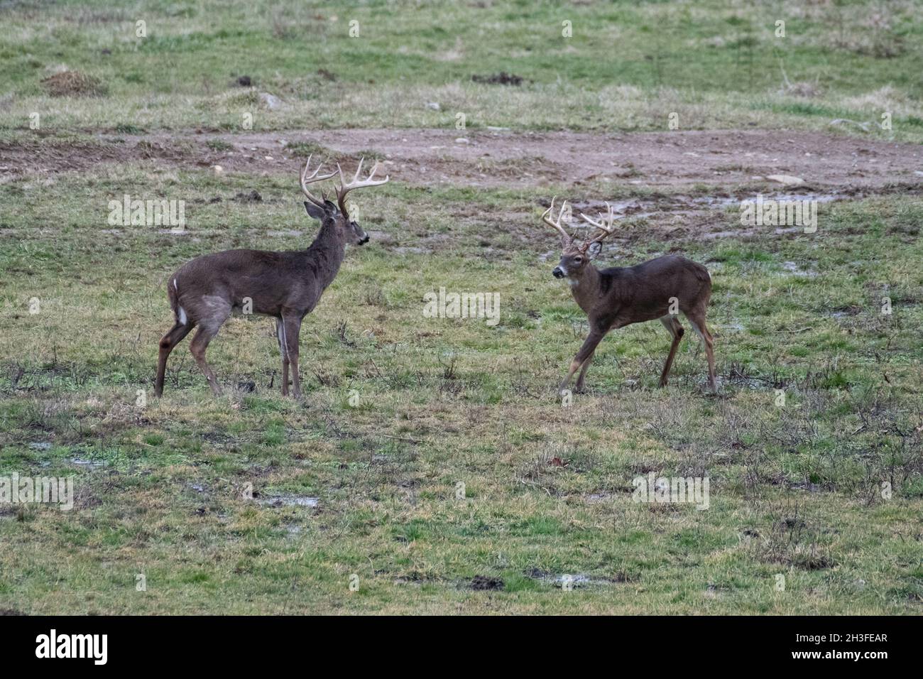 Mule deer fighting in the wilderness Stock Photo - Alamy