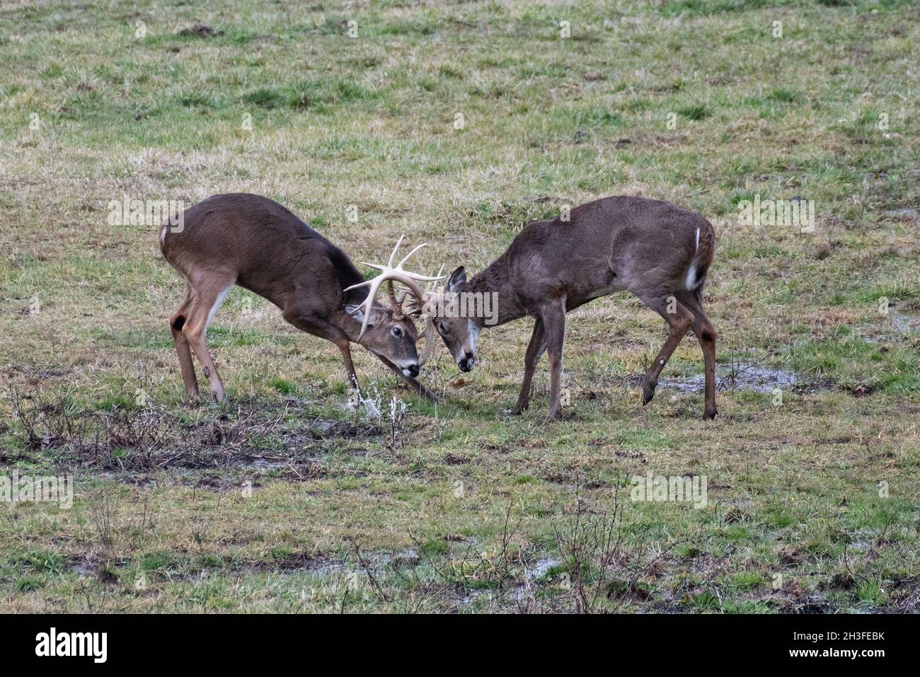 Mule deer fighting in the wilderness Stock Photo - Alamy