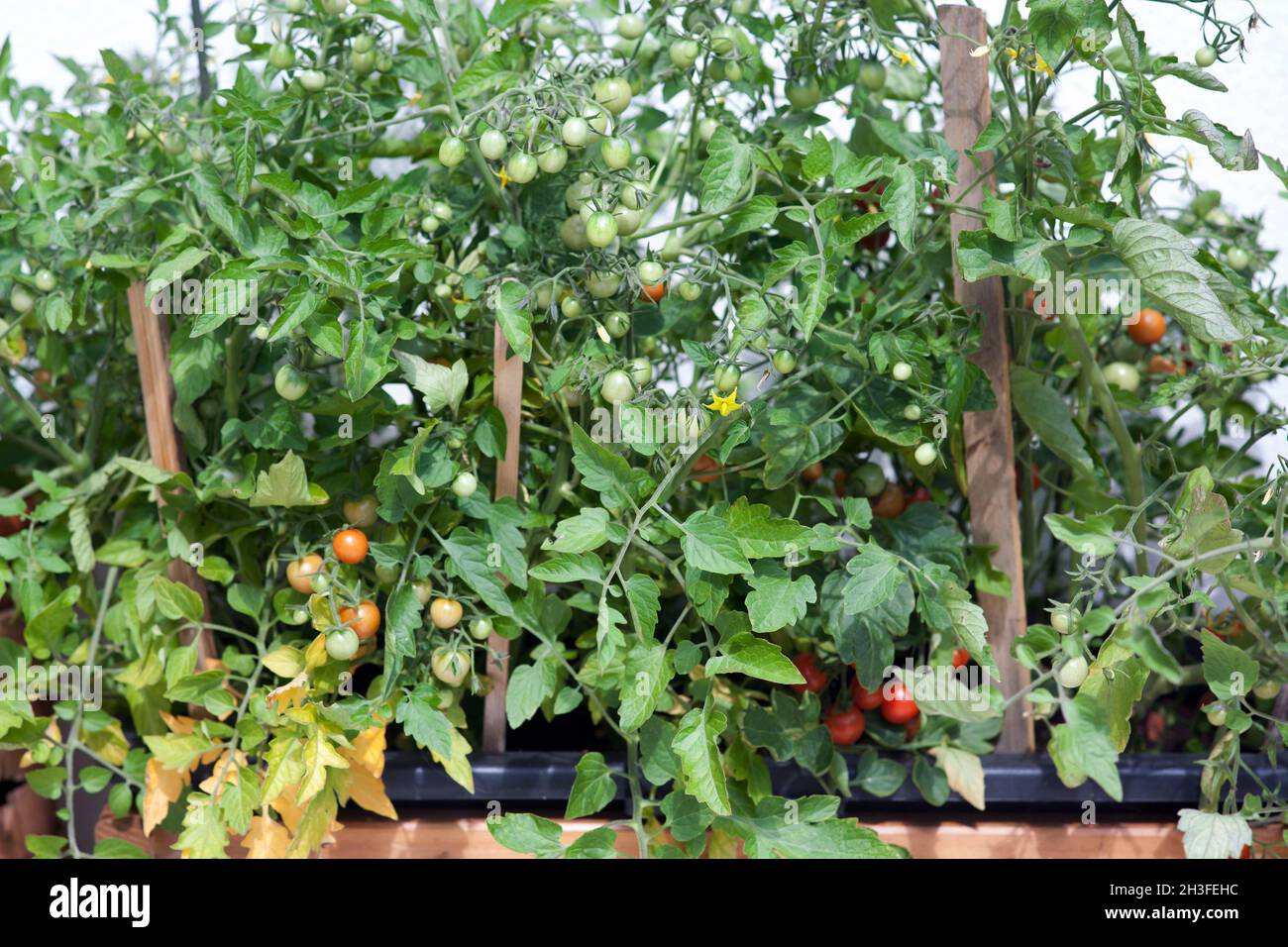 growing cherry tomatoes on a balcony or in the teracce Stock Photo - Alamy