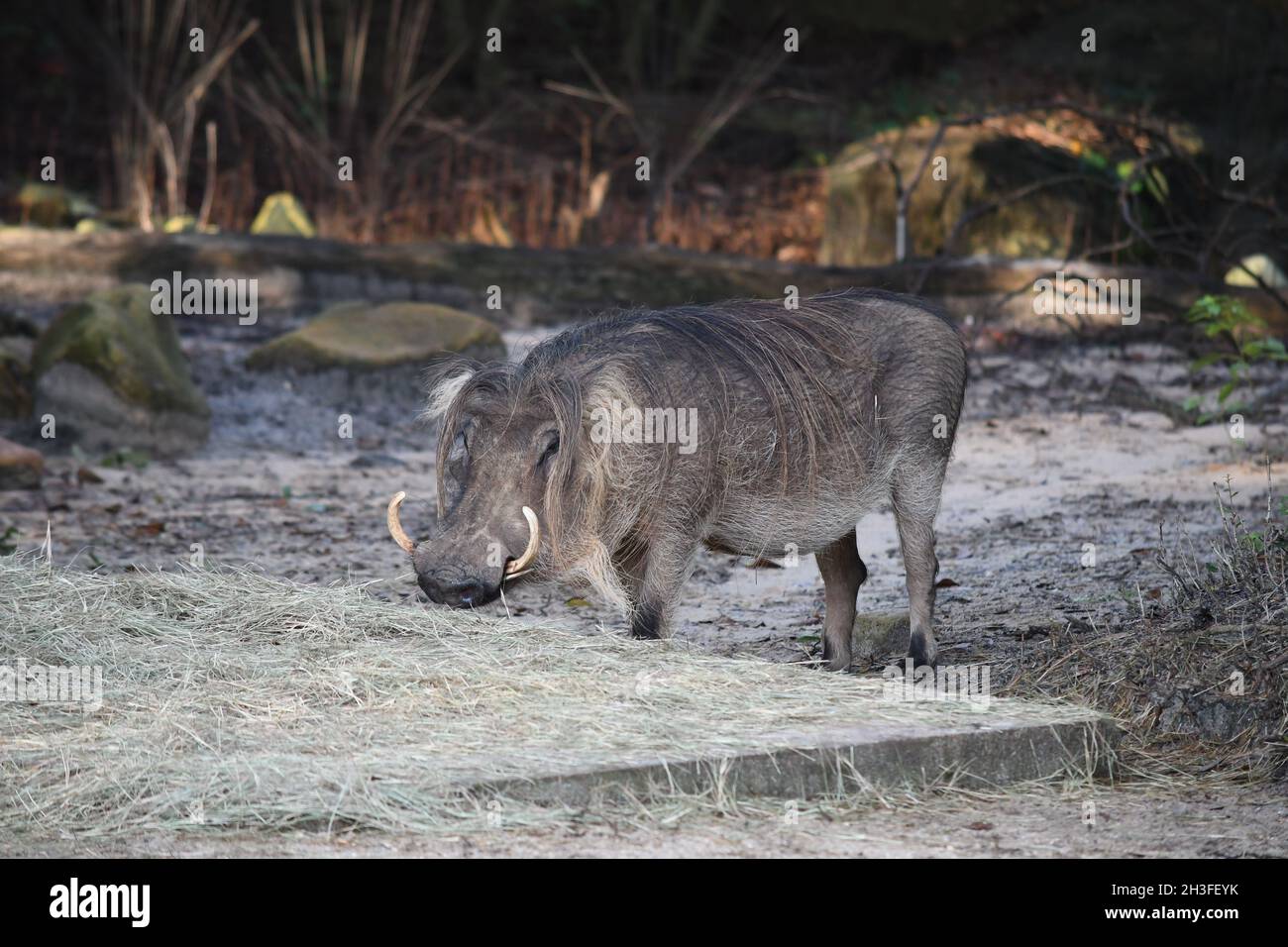 Common warthog walking in the wilderness Stock Photo - Alamy