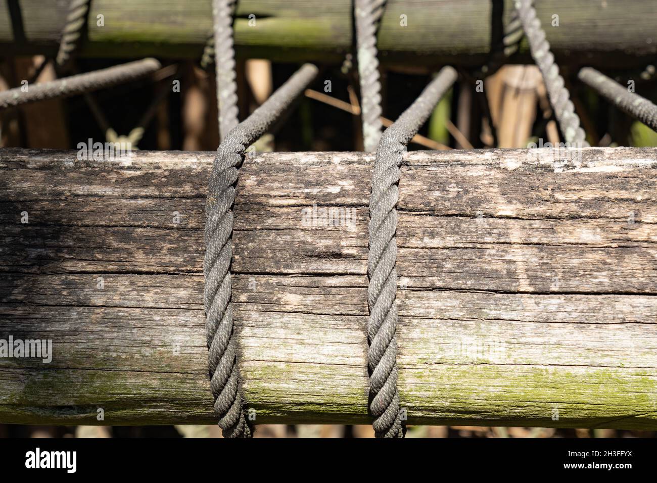 Trunk in a horizontal position with two ropes Stock Photo - Alamy